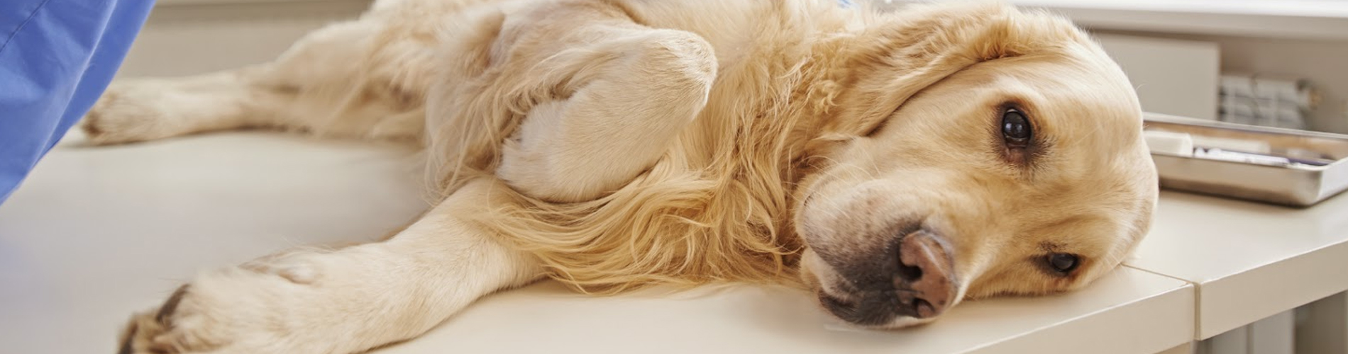 Pet Euthanasia Pocahontas - Dog & Cat Euthanasia At Home Pocahontas